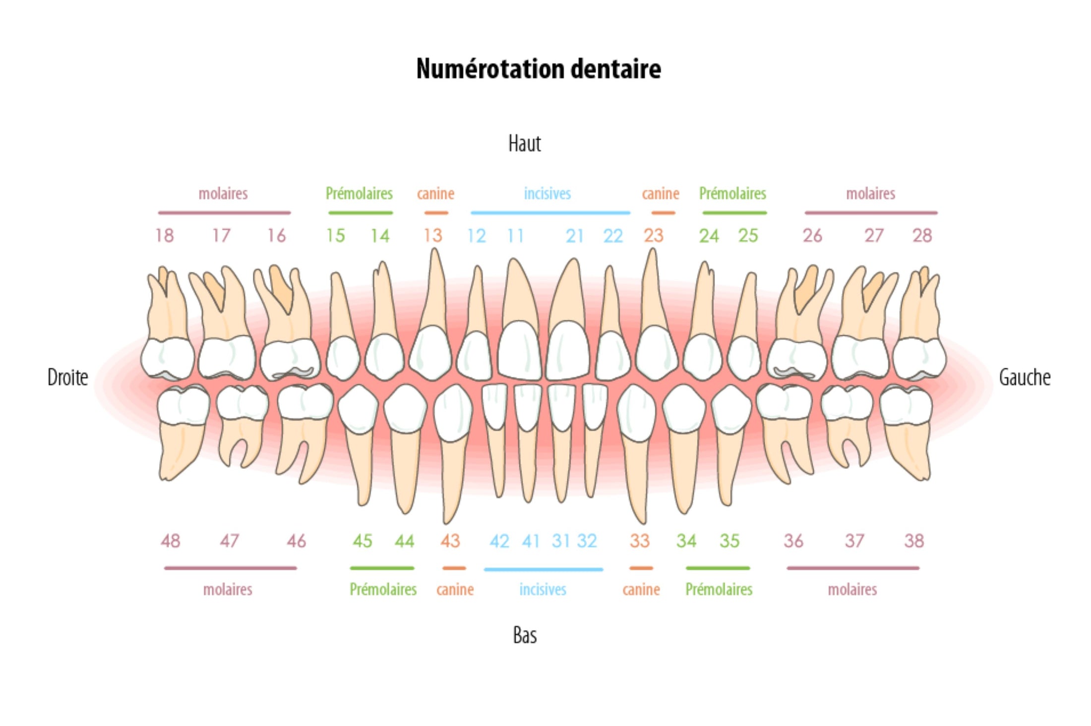 Guide Complet sur la Numérotation des Dents : Systèmes et Importance ...